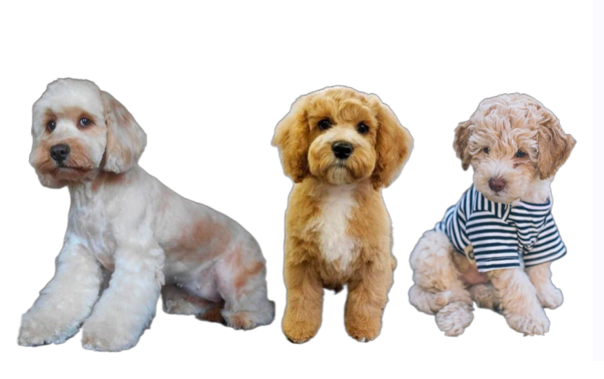 The Ultimate Guide to Cockapoo Haircuts: Finding the Perfect Style for